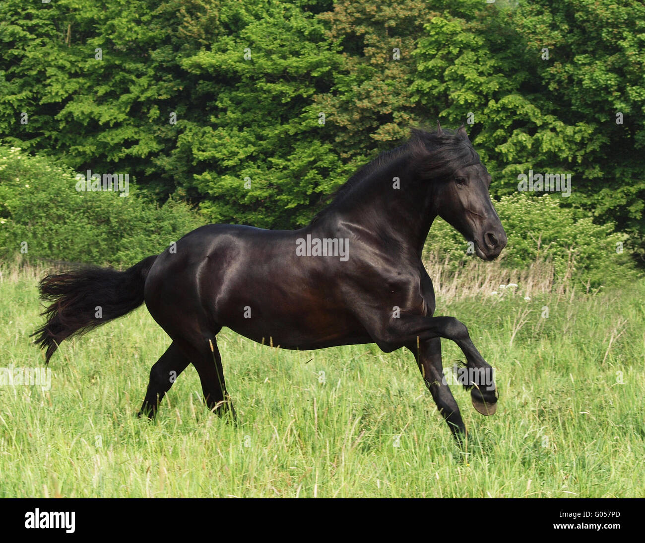 Cavallo frisone nero immagini e fotografie stock ad alta risoluzione ...