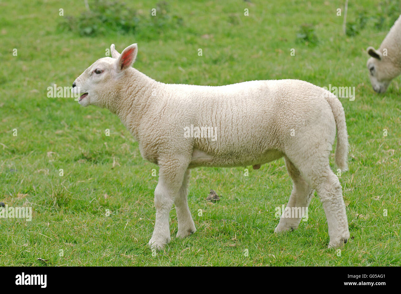 Pelliccia di agnello immagini e fotografie stock ad alta risoluzione ...