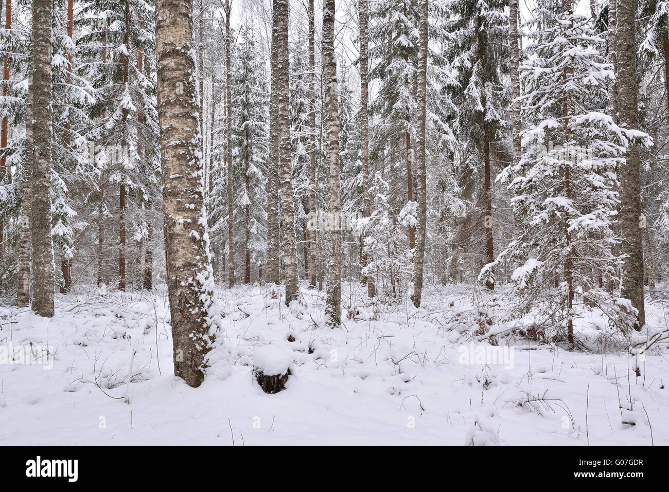 Foresta innevata in inverno immagini e fotografie stock ad alta ...