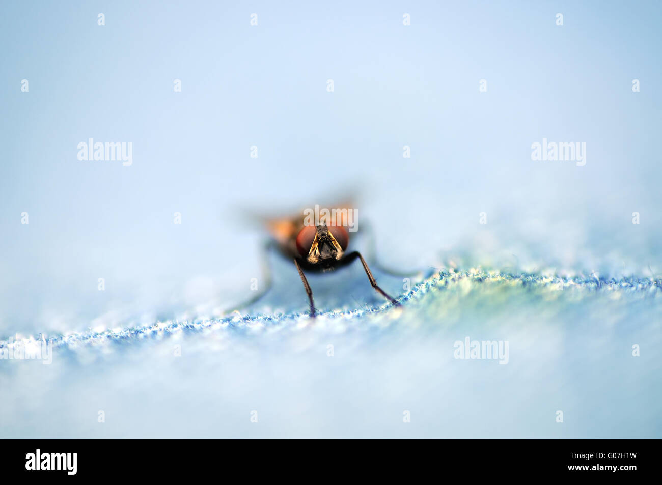 Volare anatomia immagini e fotografie stock ad alta risoluzione - Alamy