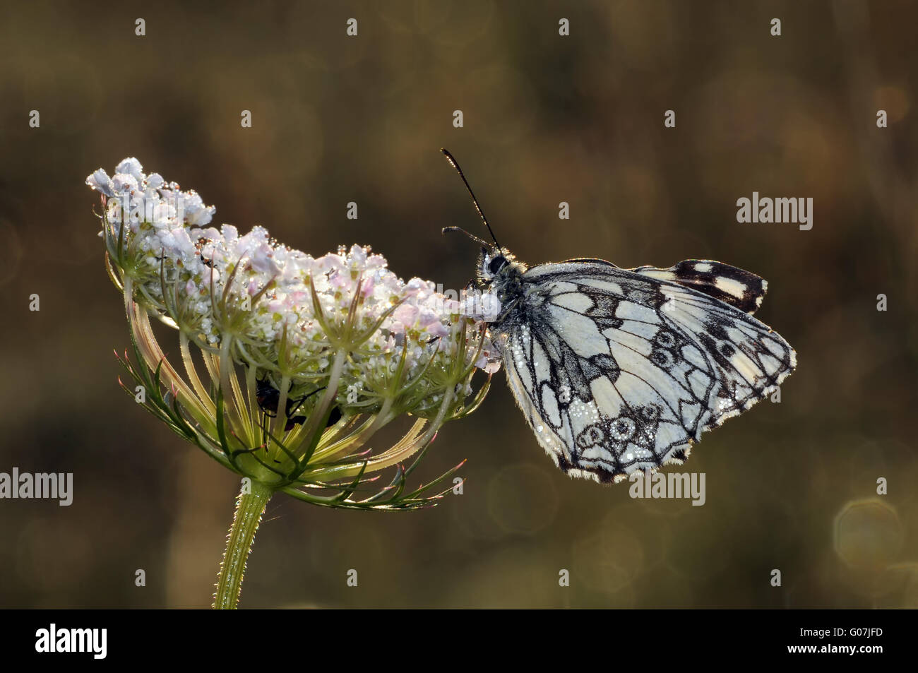 Scacchiera rotonda immagini e fotografie stock ad alta risoluzione - Alamy