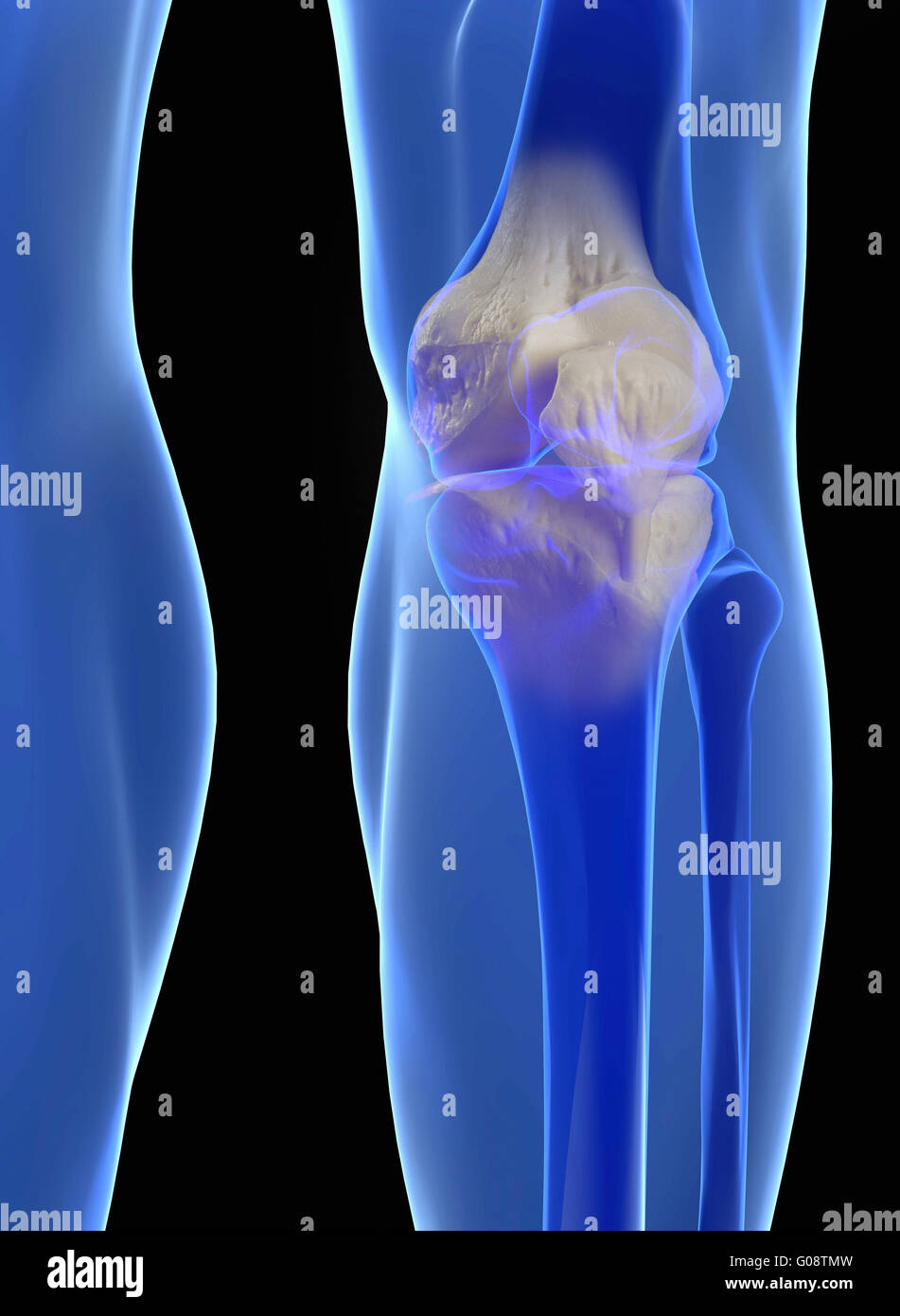 Ginocchio umano anatomia Foto stock - Alamy