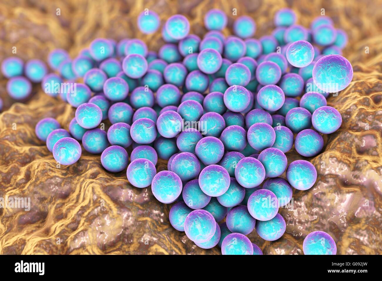 Staphylococcus bacteria immagini e fotografie stock ad alta risoluzione - Alamy