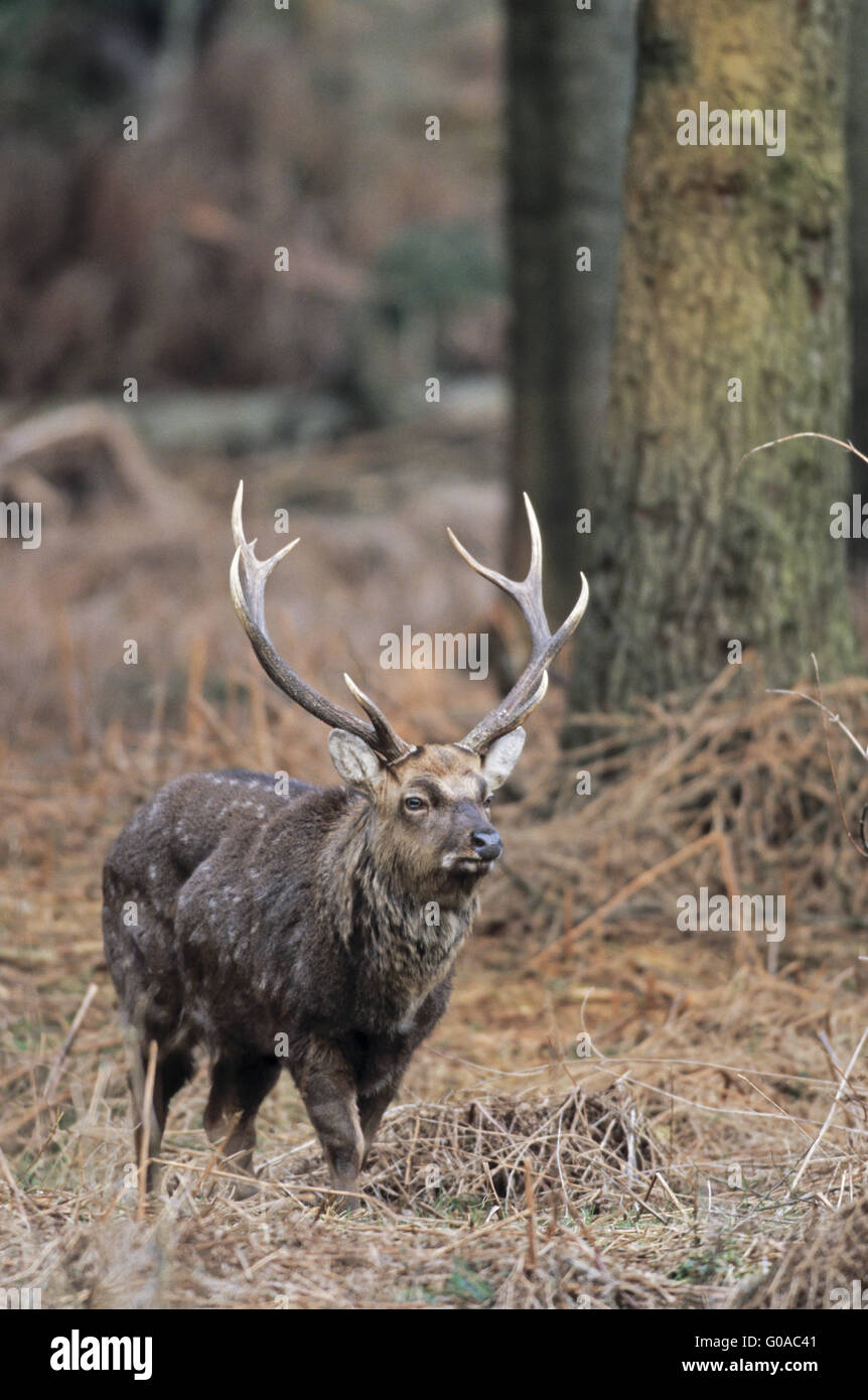 Vecchi tori maschi immagini e fotografie stock ad alta risoluzione - Alamy