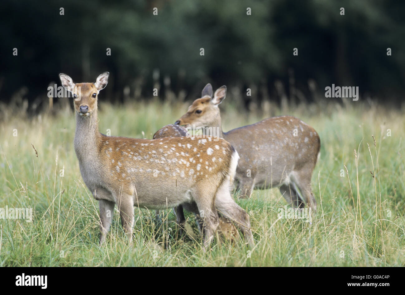 Japansikahirsch immagini e fotografie stock ad alta risoluzione - Alamy
