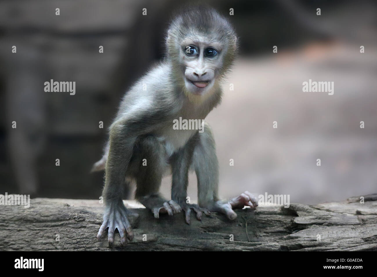 Animali trapano immagini e fotografie stock ad alta risoluzione - Alamy