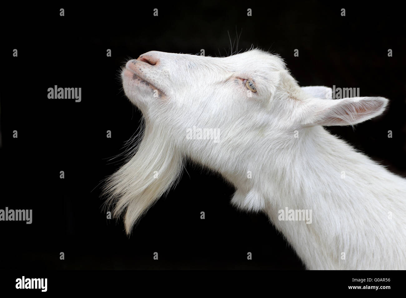 Capra addomesticata immagini e fotografie stock ad alta risoluzione - Alamy