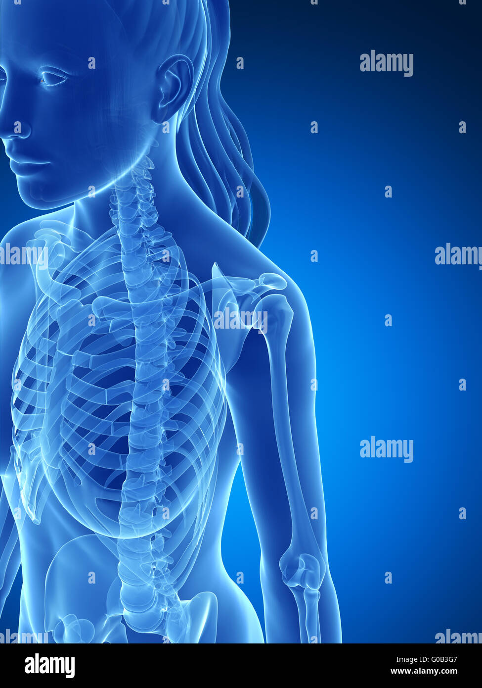 Scheletro delle ossa dei raggi x del raggio di anatomia immagini e ...