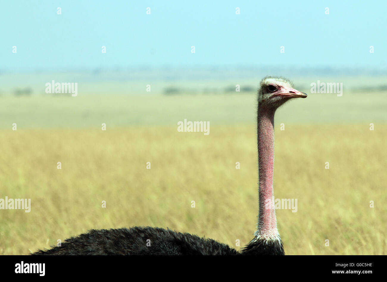 Struzzo maasai immagini e fotografie stock ad alta risoluzione - Alamy