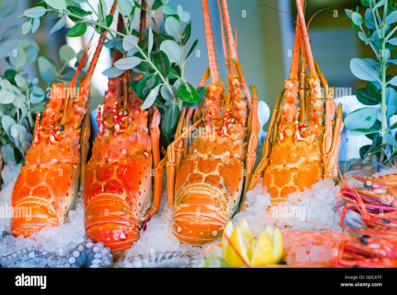 Crostacei marini immagini e fotografie stock ad alta risoluzione - Alamy