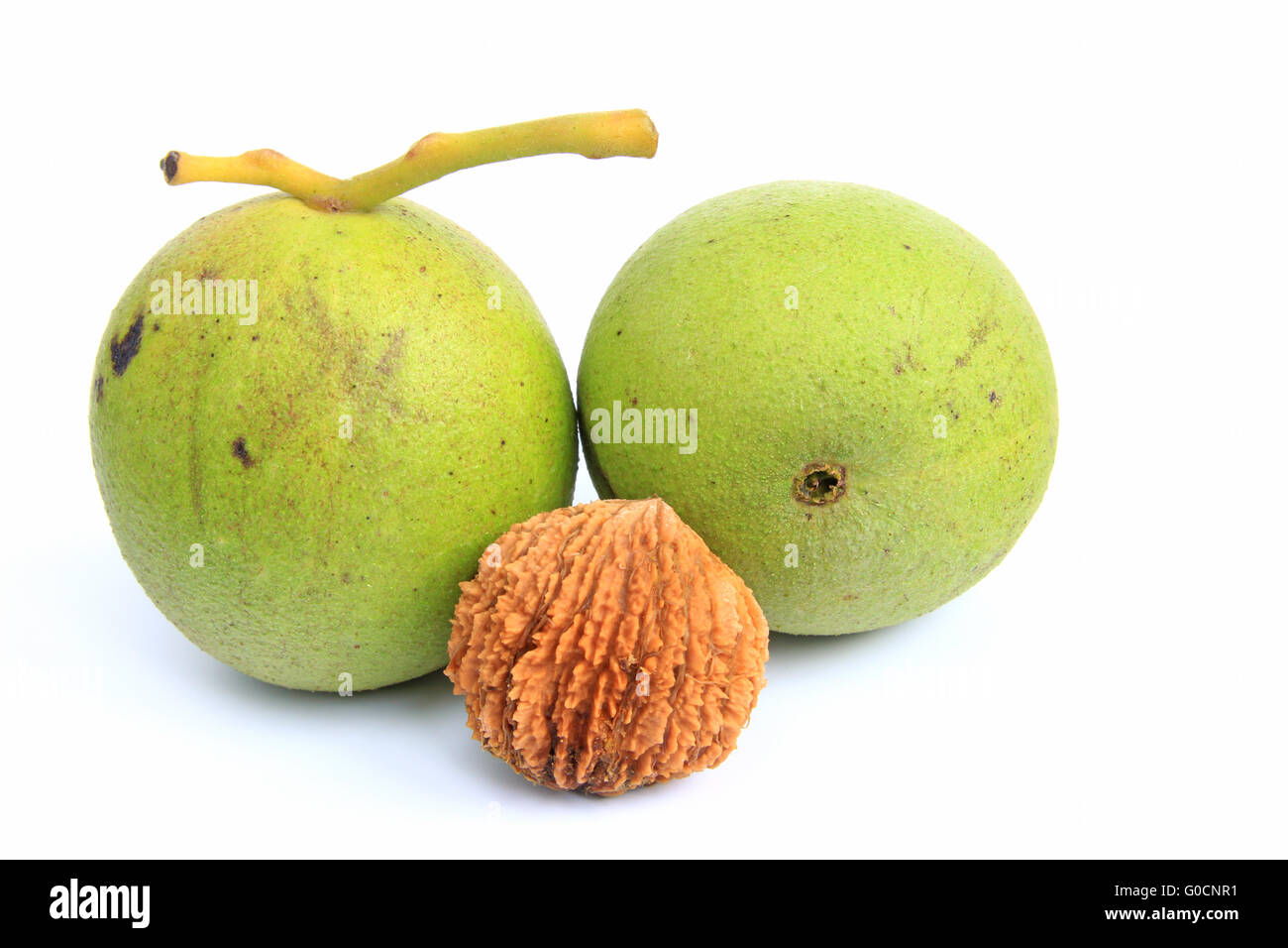 Juglans nigra immagini e fotografie stock ad alta risoluzione - Alamy