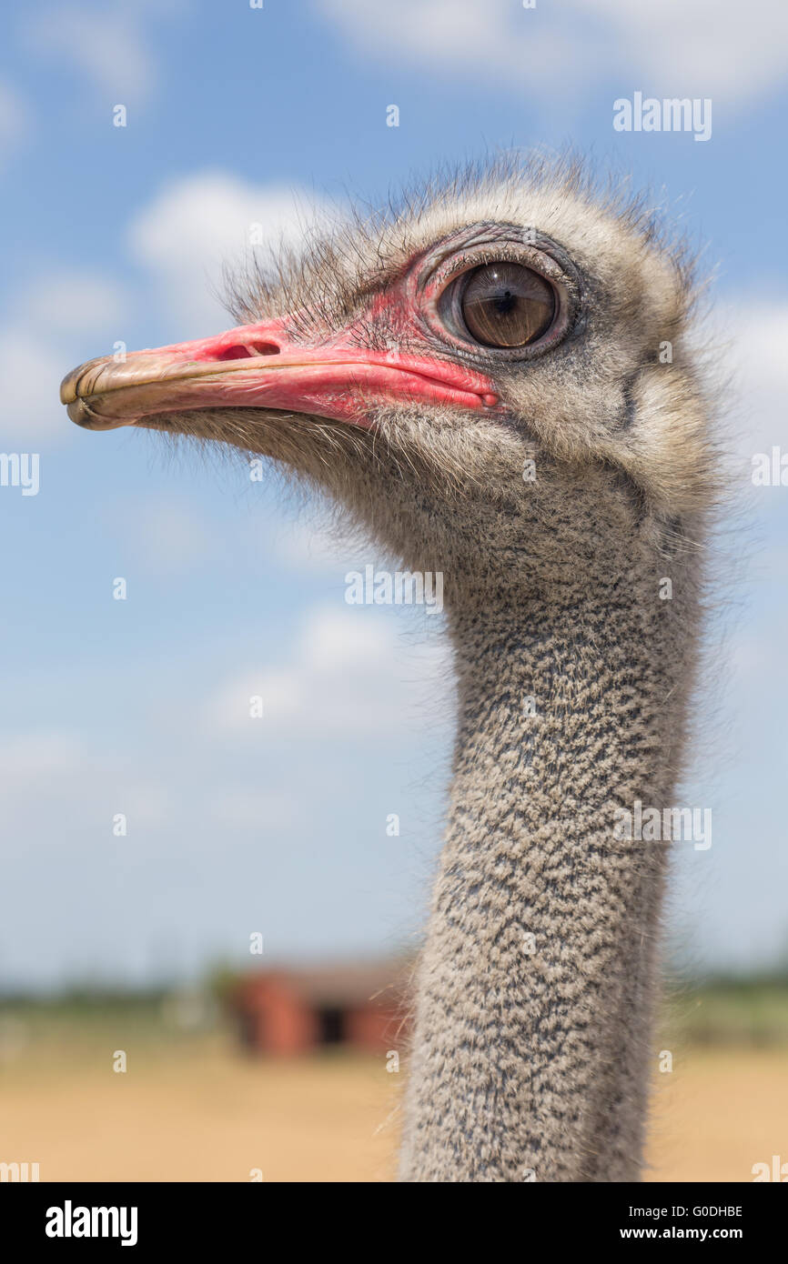 Struzzo allevamento immagini e fotografie stock ad alta risoluzione - Alamy