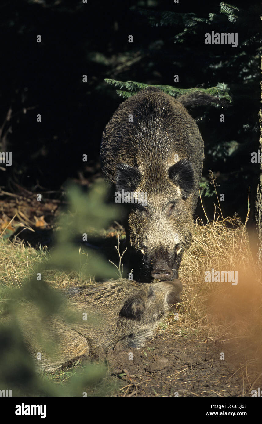 Wild boars sus scrofa mating immagini e fotografie stock ad alta ...