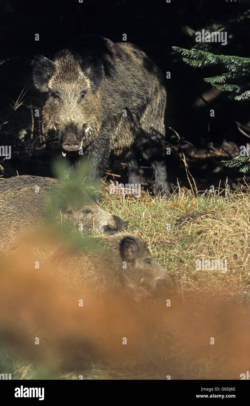 Wild boars sus scrofa mating immagini e fotografie stock ad alta ...