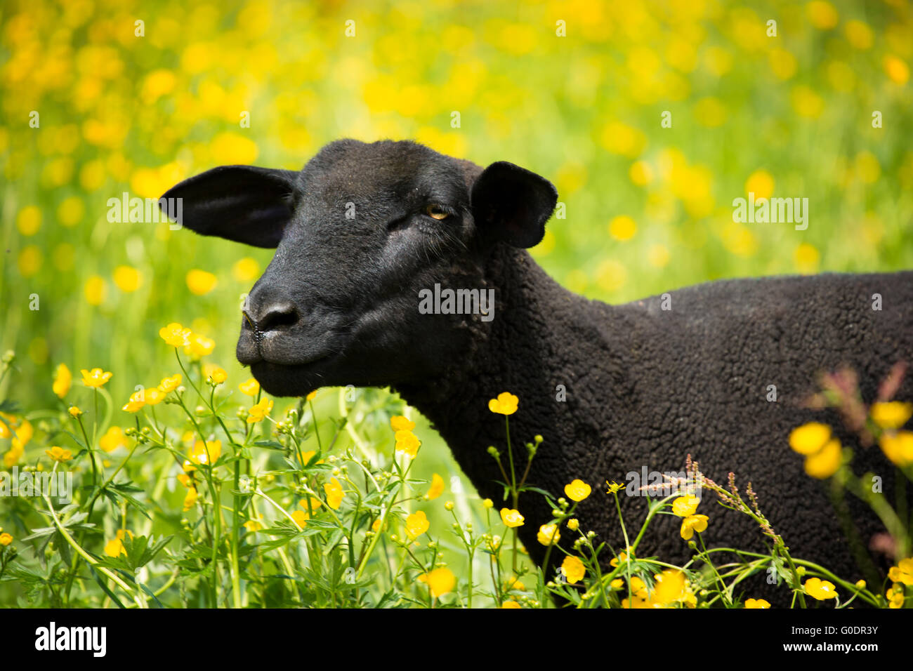 Protezione delle pecore immagini e fotografie stock ad alta risoluzione ...