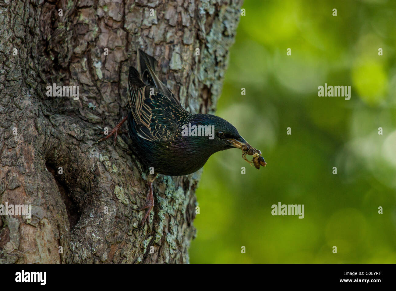 Immagini starling immagini e fotografie stock ad alta risoluzione - Alamy