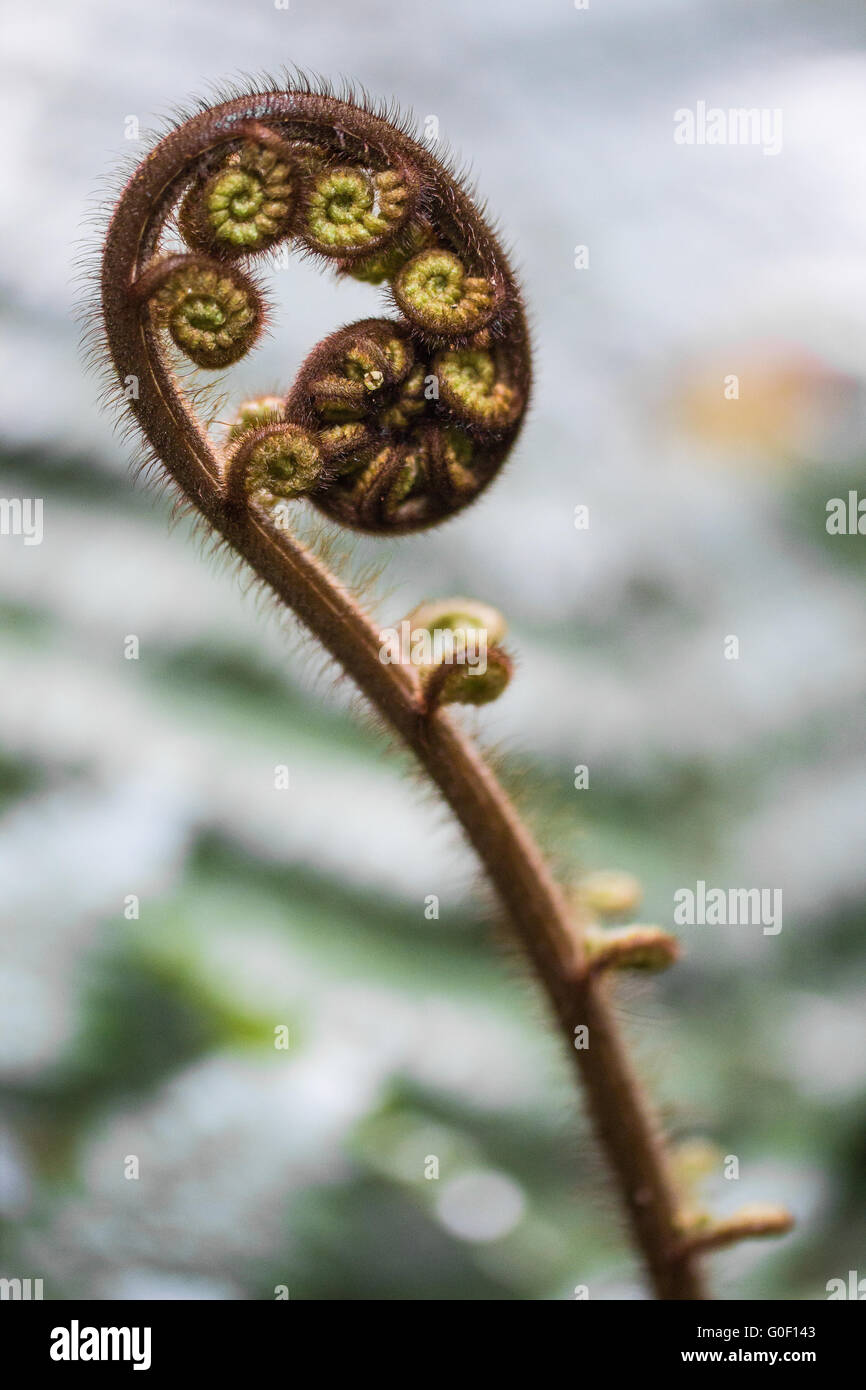 Eingerolltes blatt immagini e fotografie stock ad alta risoluzione - Alamy
