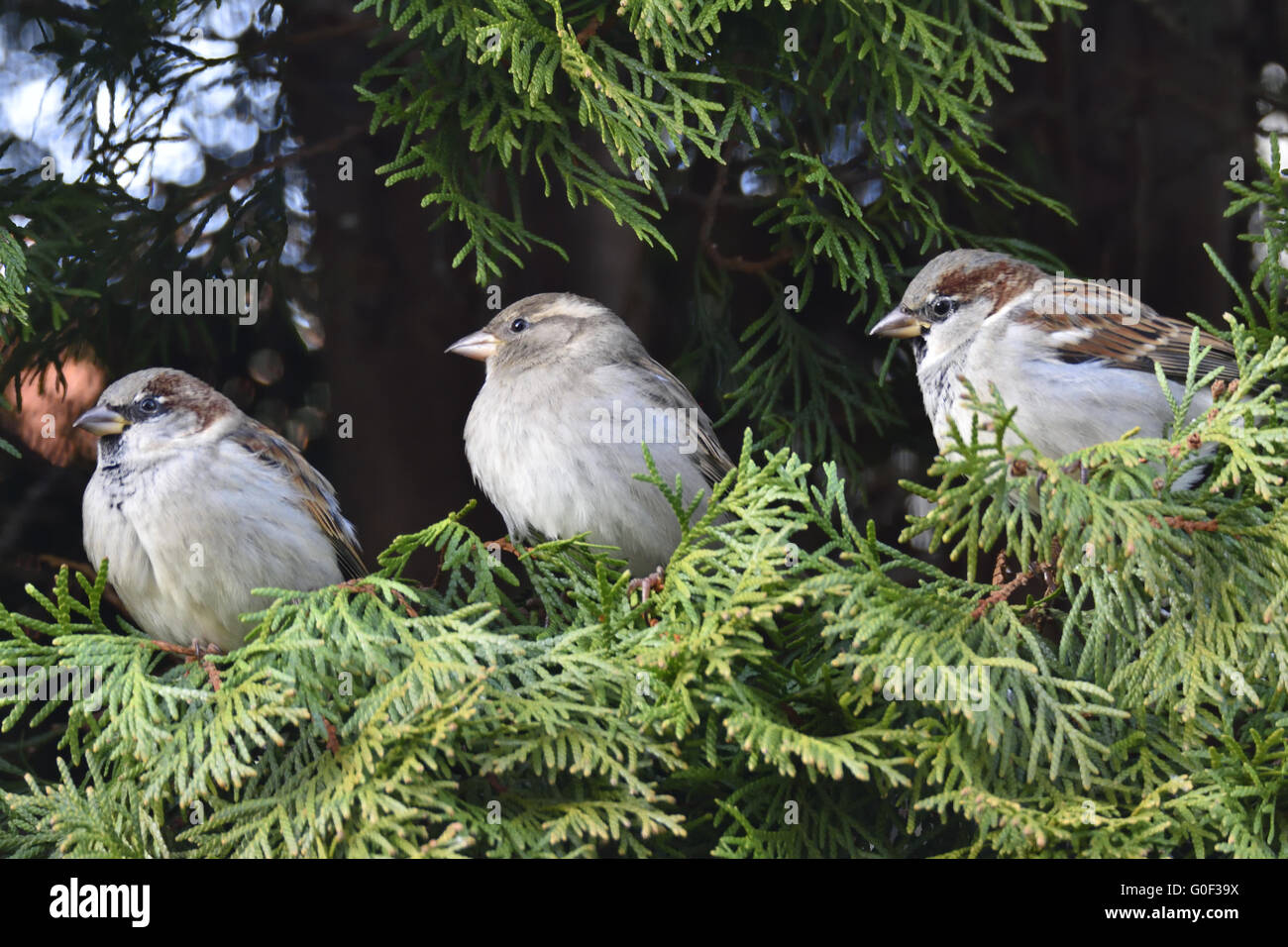 Passero maschio e femmina immagini e fotografie stock ad alta ...
