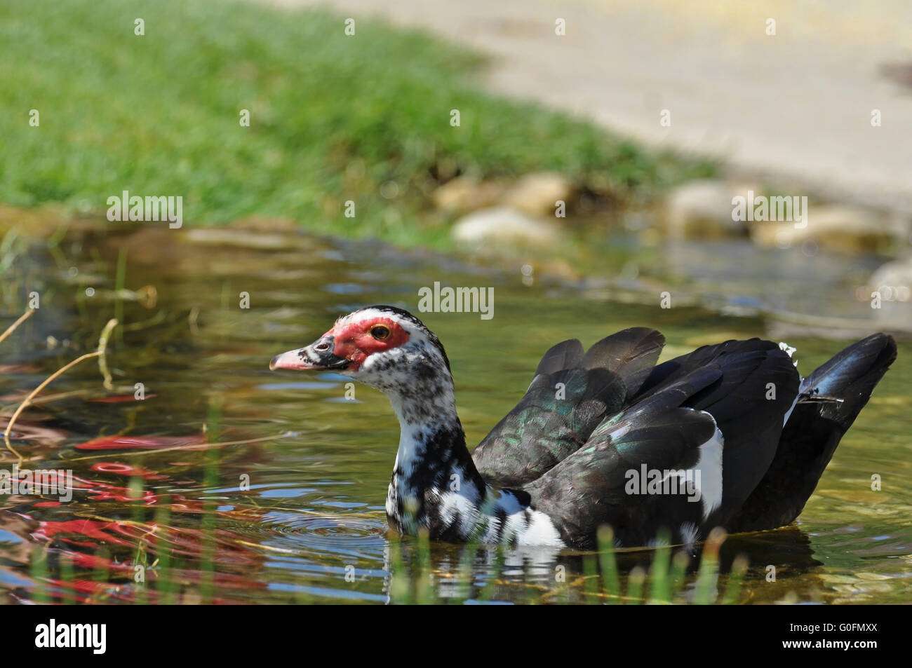 Anatra muta nera immagini e fotografie stock ad alta risoluzione - Alamy