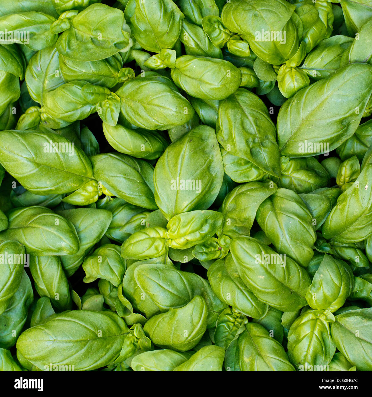 Piante di basilico verde immagini e fotografie stock ad alta ...