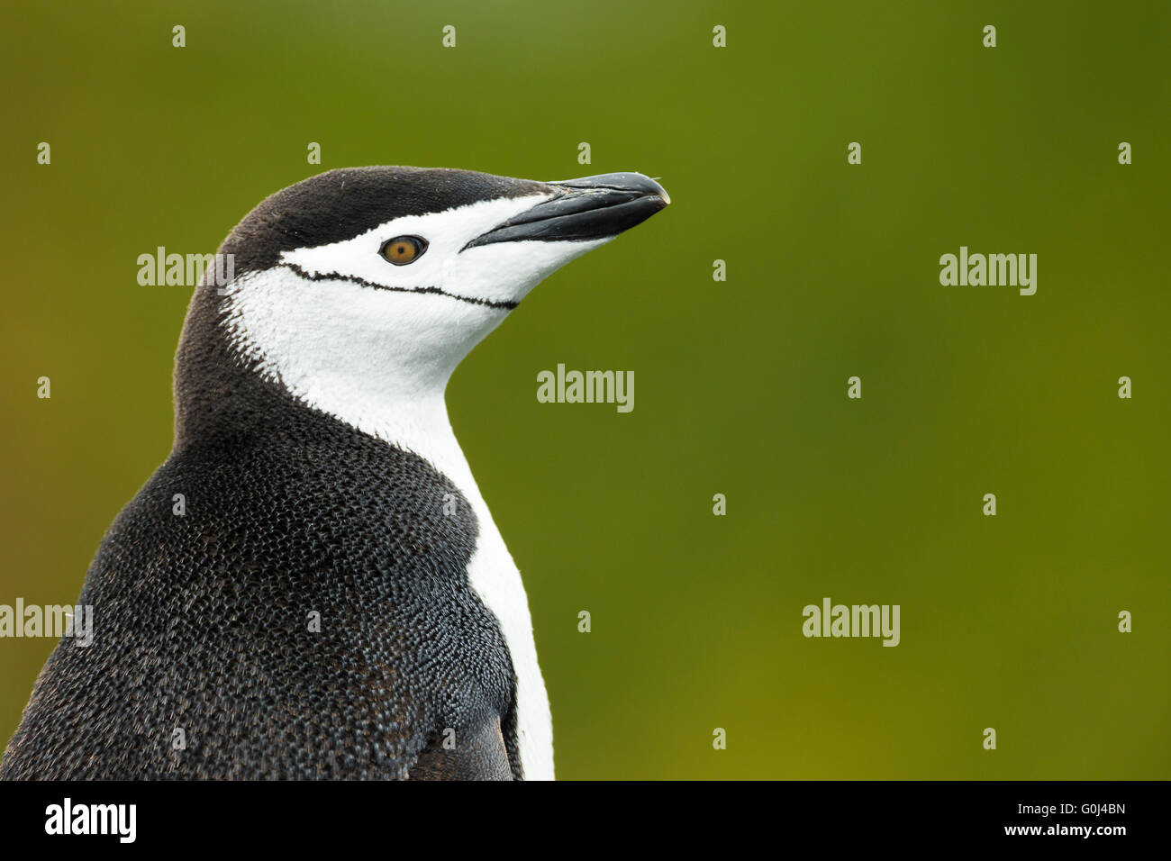 Sottogola pinguino pygoscelis antartide immagini e fotografie stock ad ...