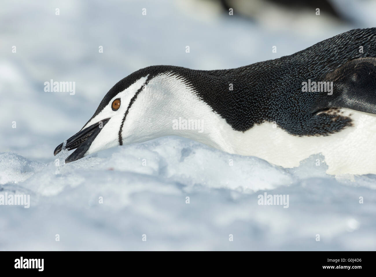 Sottogola pinguino pygoscelis antartide immagini e fotografie stock ad ...