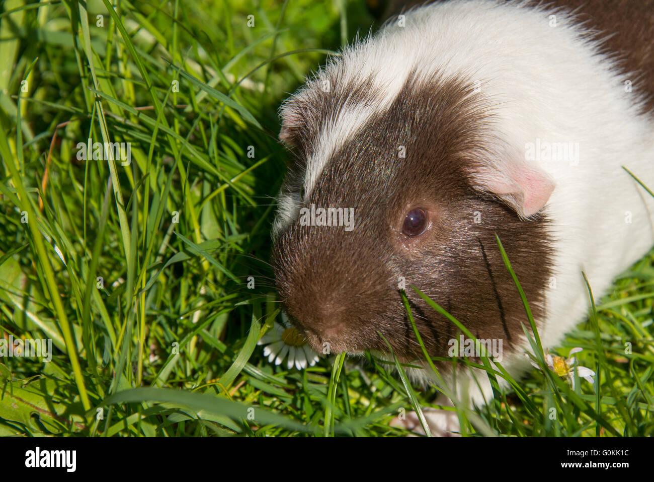 La cavia mangiare erba fuori in giardino. La cavia (cavia porcellus ...