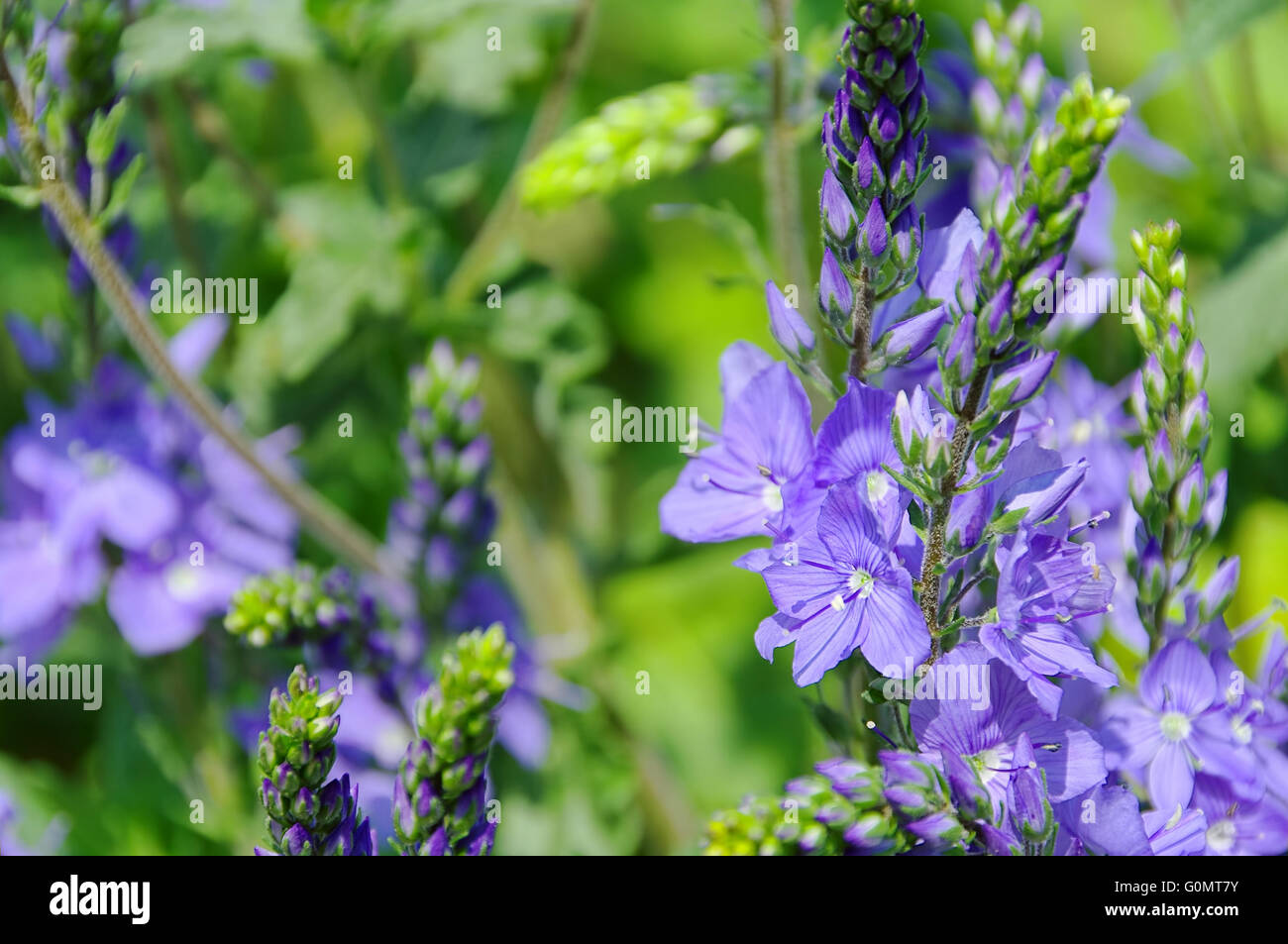 Garten ehrenpreis immagini e fotografie stock ad alta risoluzione - Alamy