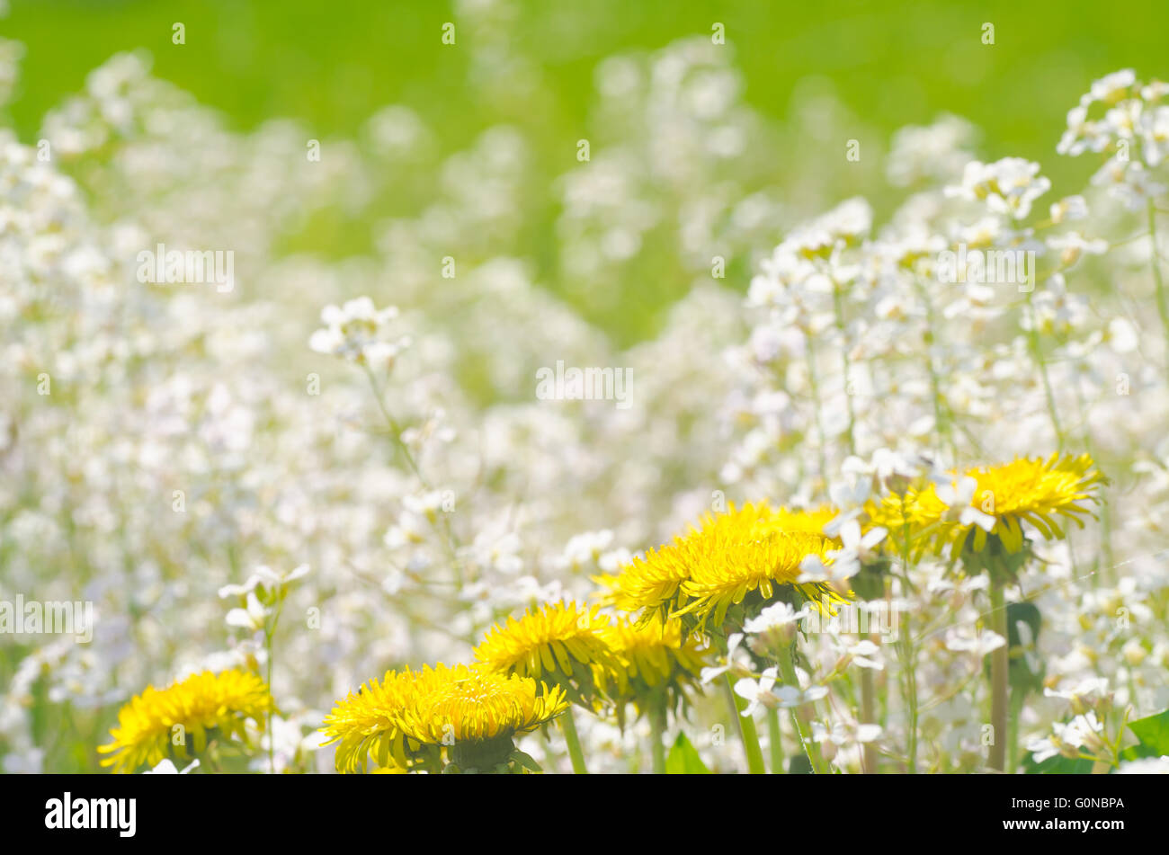 Prato con fiori di tarassaco immagini e fotografie stock ad alta ...