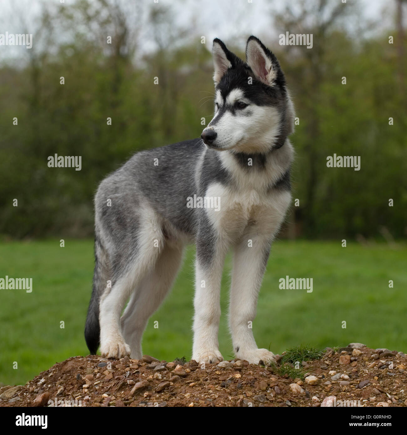 Cucciolo husky siberiano immagini e fotografie stock ad alta ...