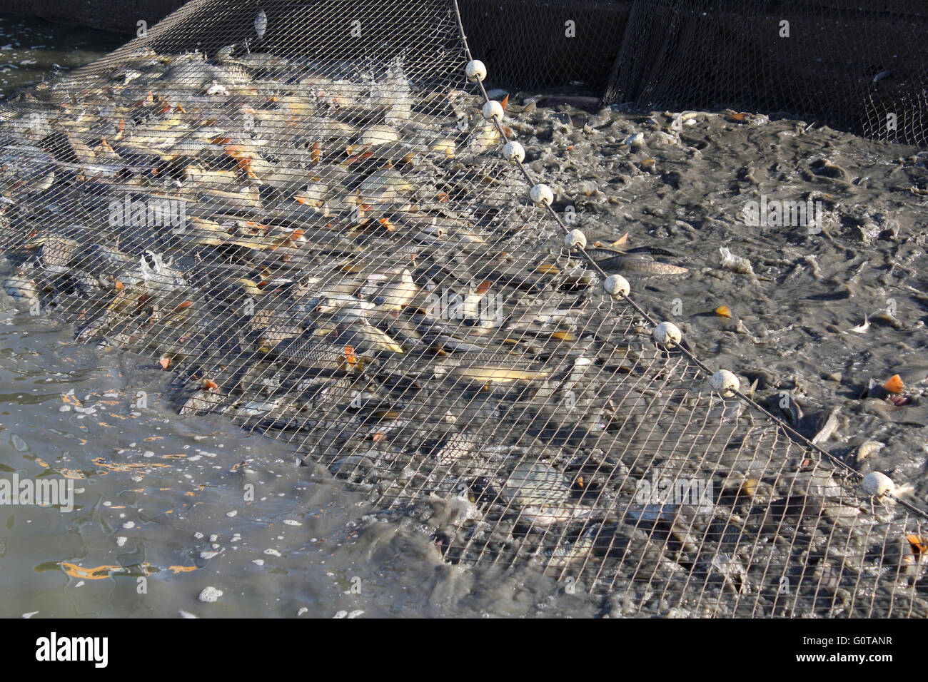 Pesca allevamento immagini e fotografie stock ad alta risoluzione - Alamy