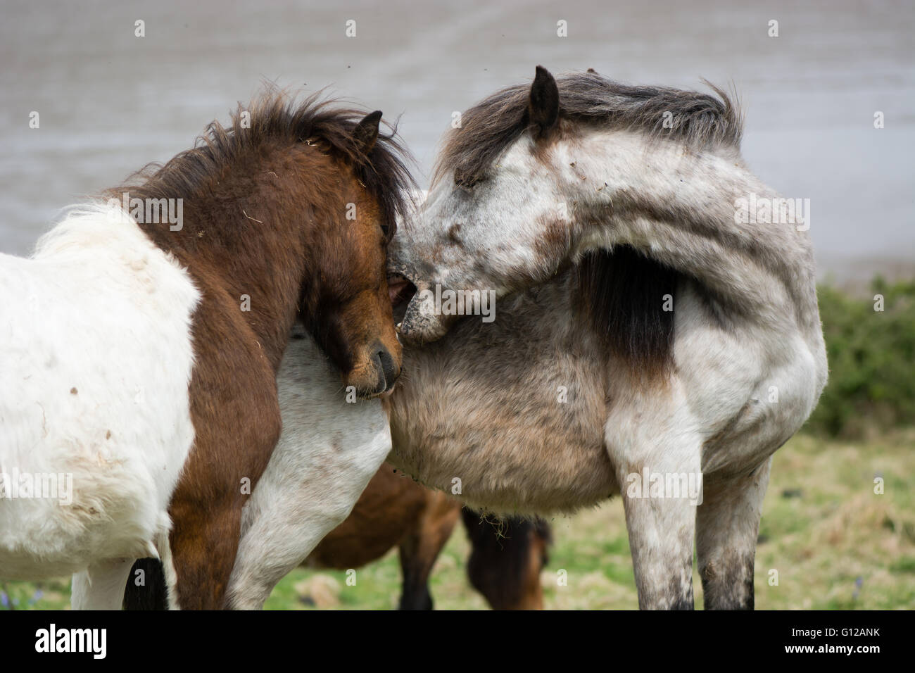 Stallone di razza rara immagini e fotografie stock ad alta risoluzione ...