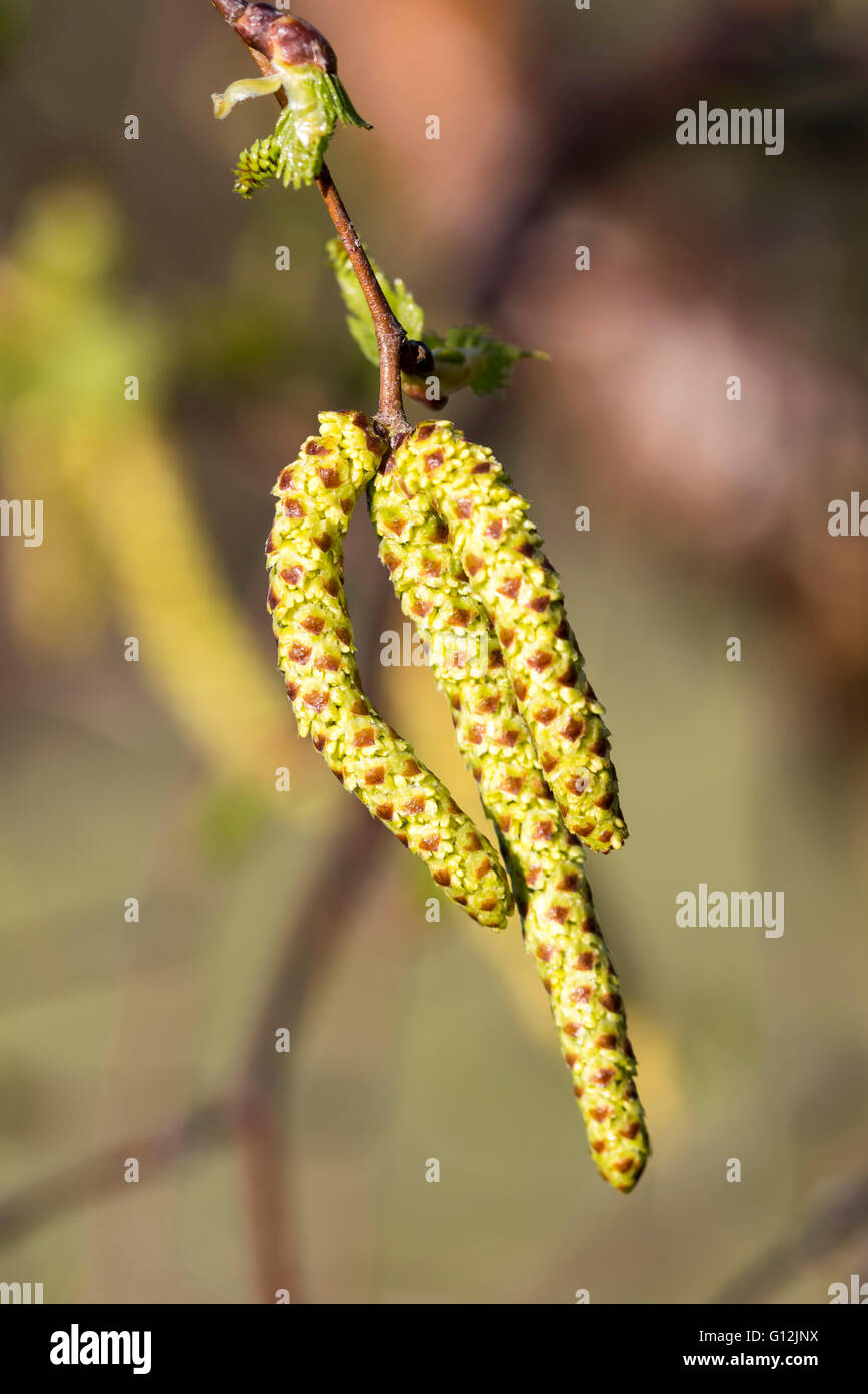 Albero di betulla pendula immagini e fotografie stock ad alta ...