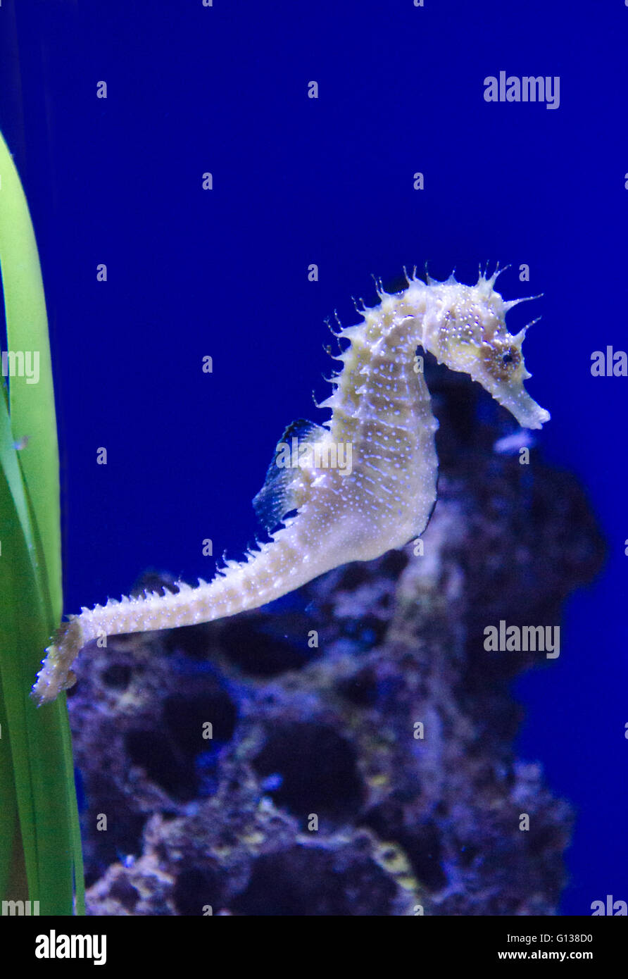Cavalluccio marino immagini e fotografie stock ad alta risoluzione - Alamy