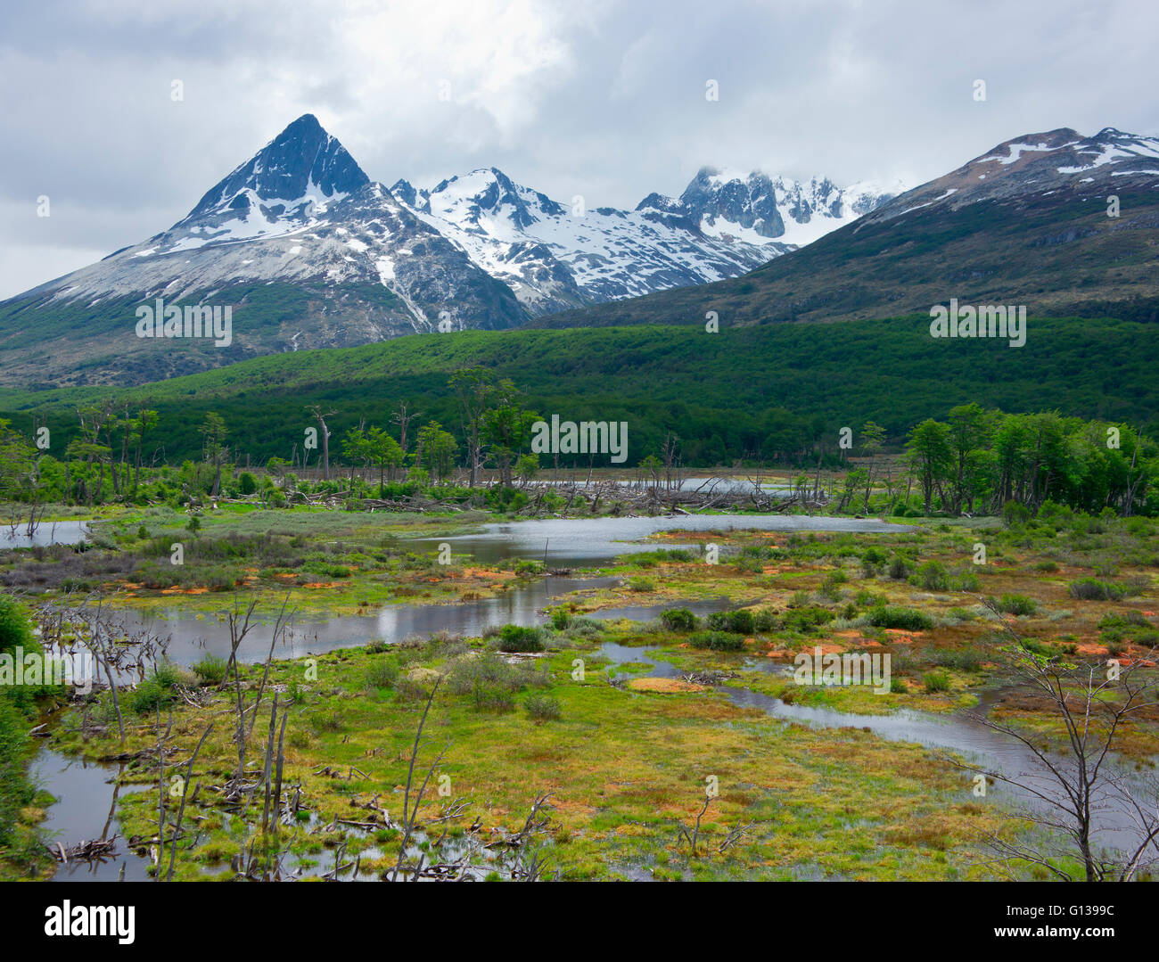 Torbiera di montagna immagini e fotografie stock ad alta risoluzione ...