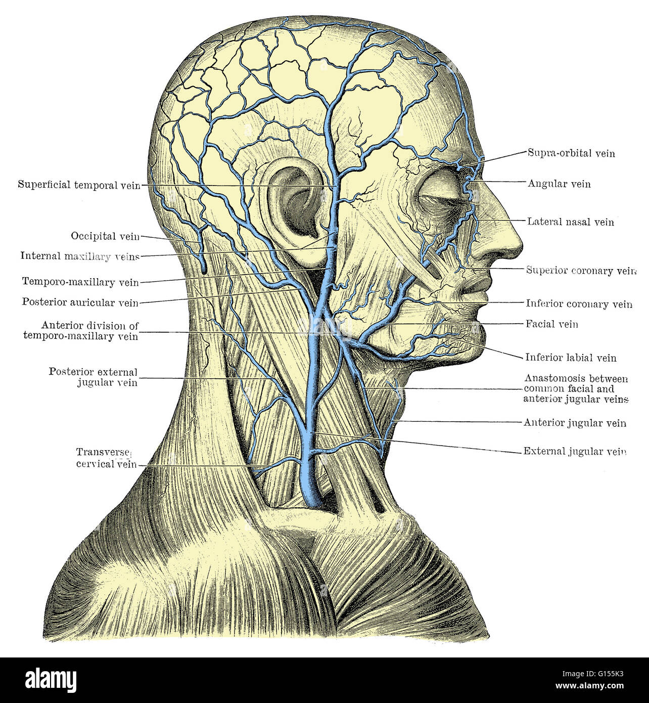 Collo delle vene superficiali immagini e fotografie stock ad alta ...