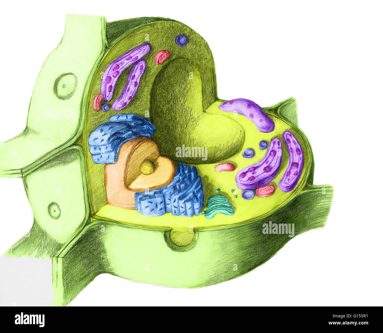 Cellula eucariotica vegetale immagini e fotografie stock ad alta risoluzione - Alamy