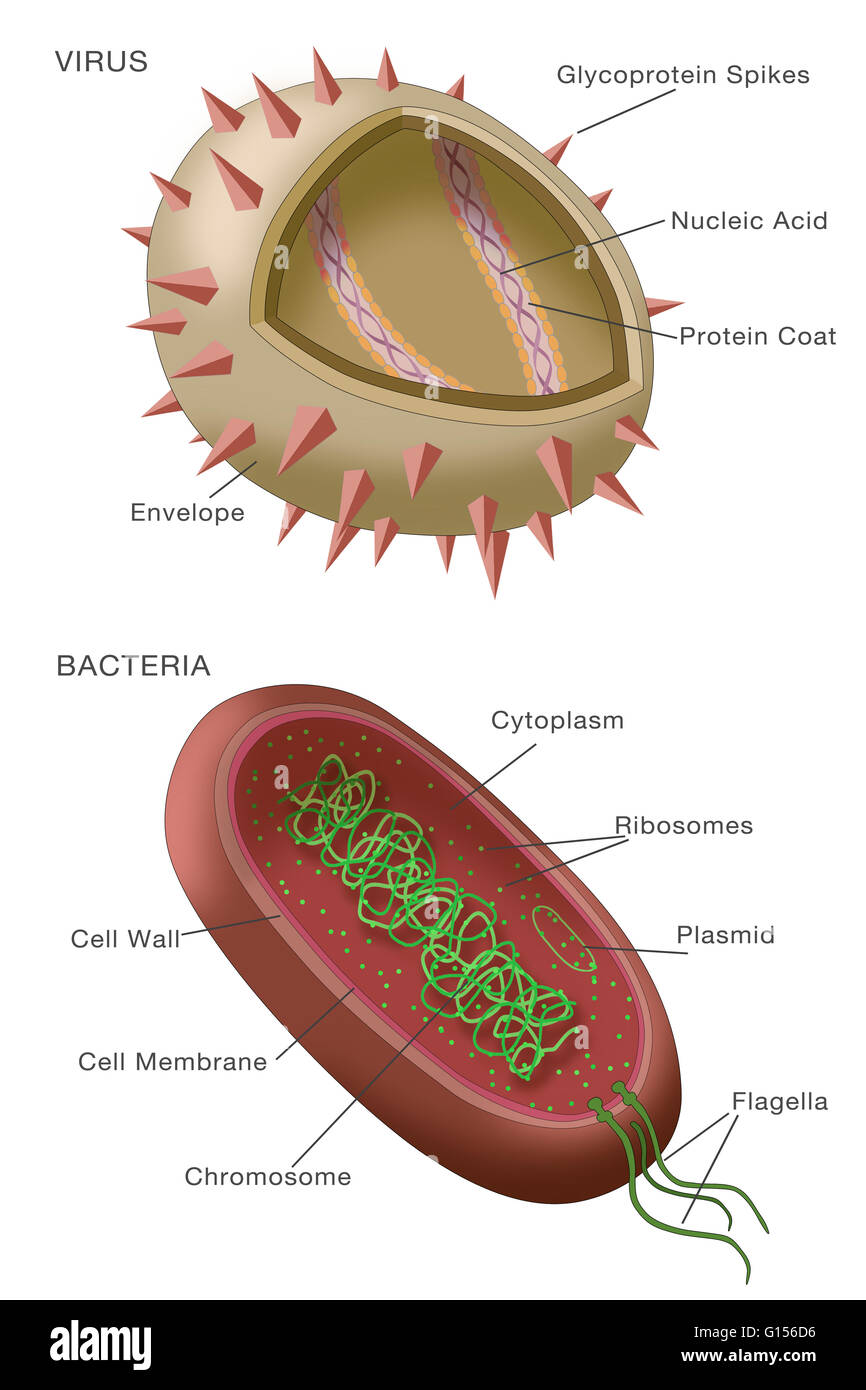 Cellula procariote, disegno immagini e fotografie stock ad alta ...