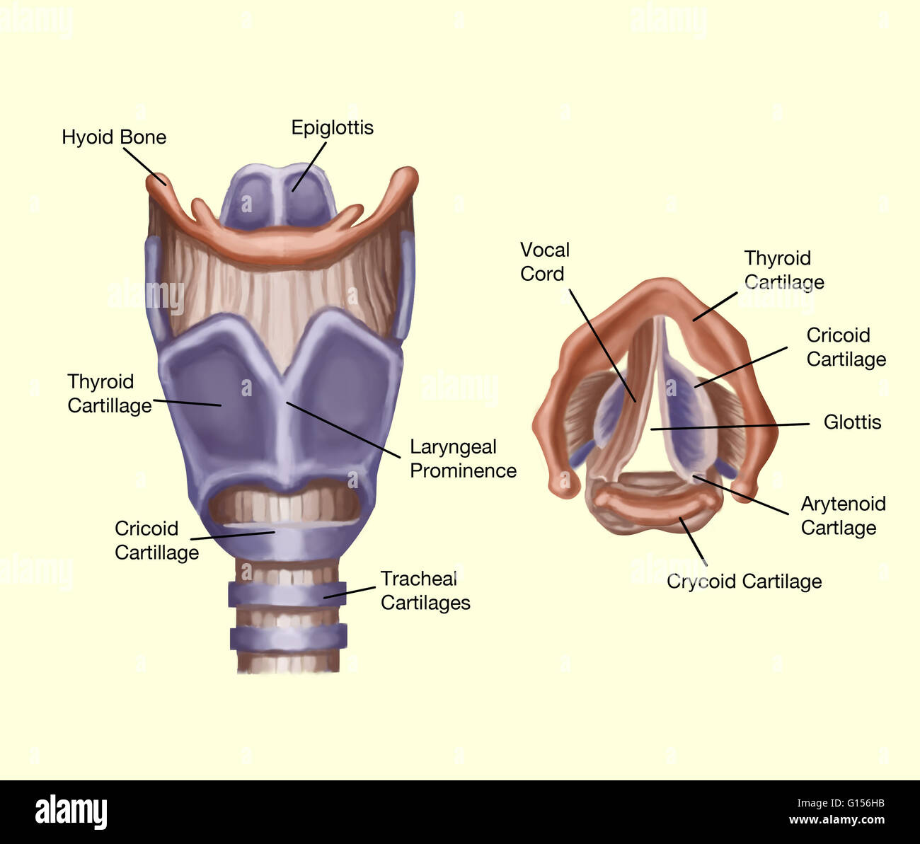 Anatomia della laringe immagini e fotografie stock ad alta risoluzione ...