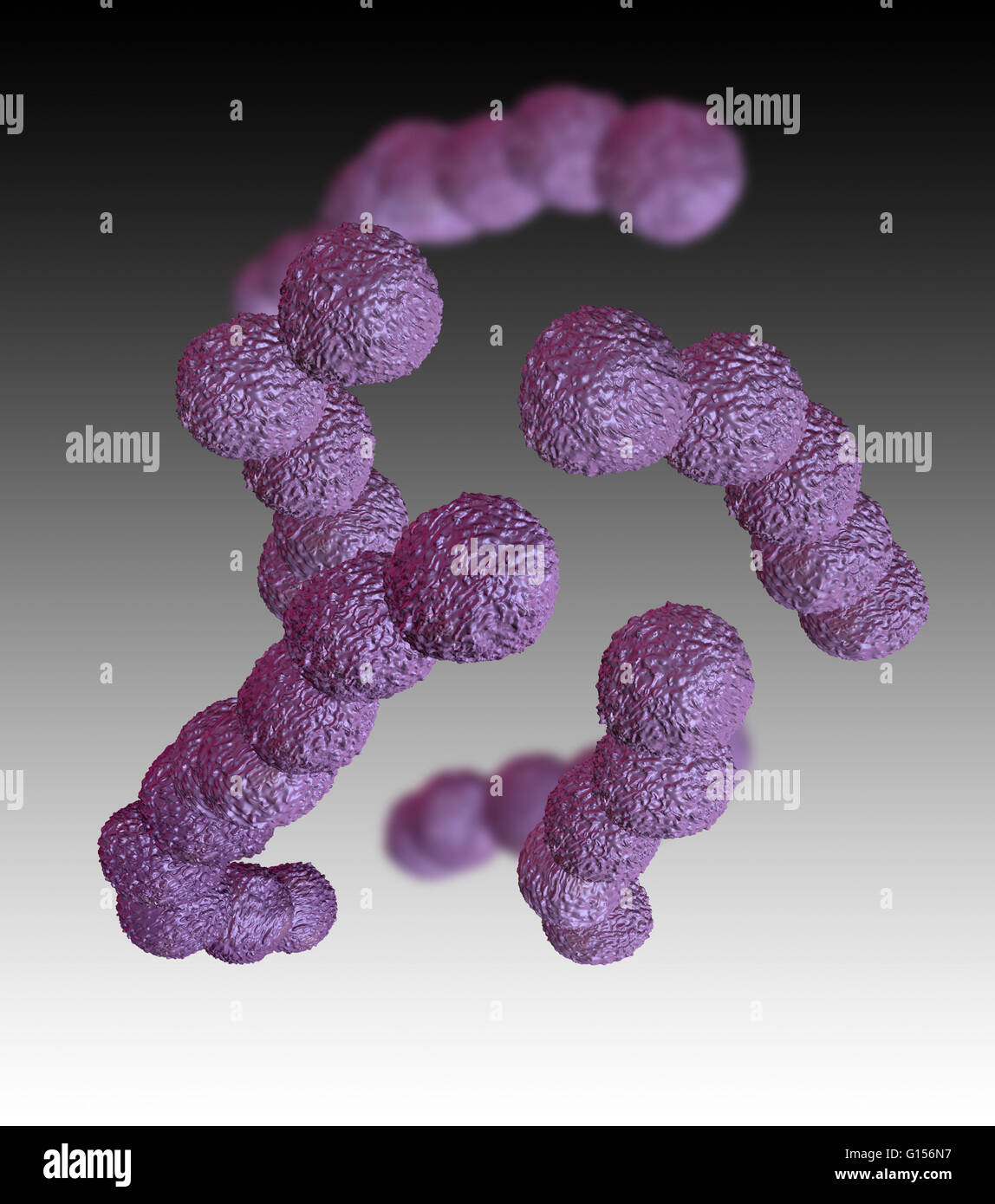 Illustrazione di Streptococcus agalactiae batteri Foto stock - Alamy