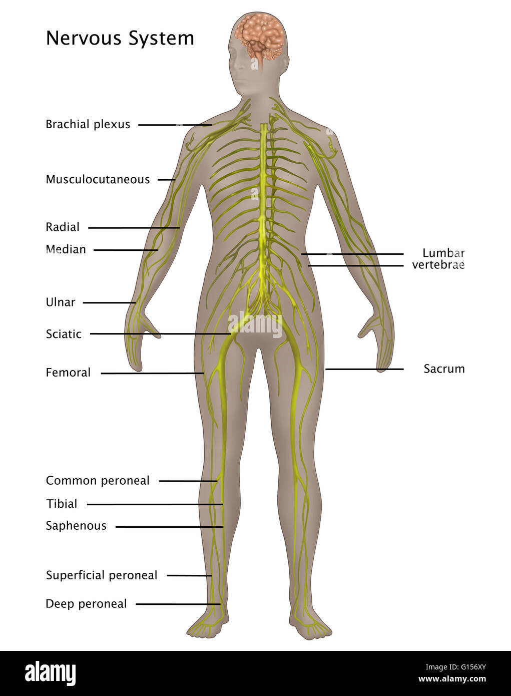 Illustrazione del sistema nervoso nell'anatomia femminile. Nervi ...