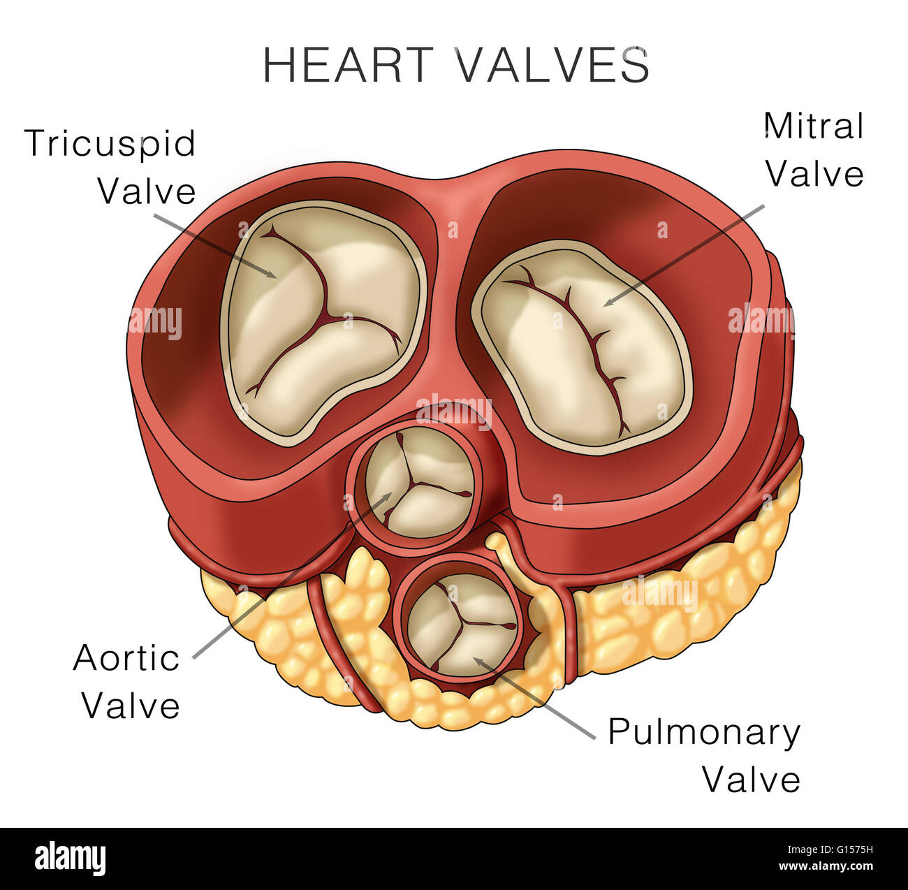 Illustrazione di valvole cardiache. L'immagine mostrata comprende la ...