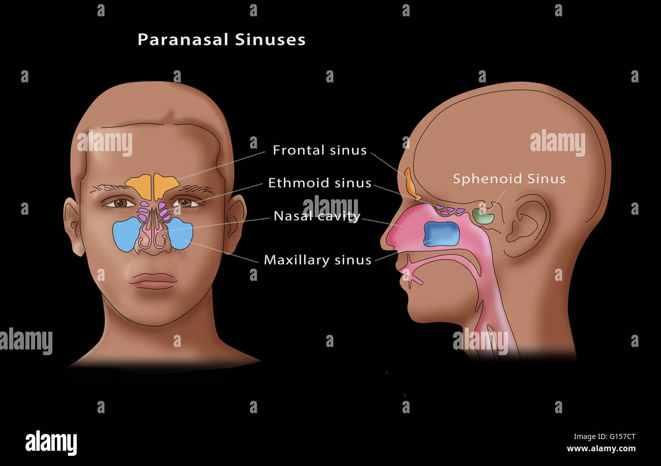 The paranasal sinuses immagini e fotografie stock ad alta risoluzione ...