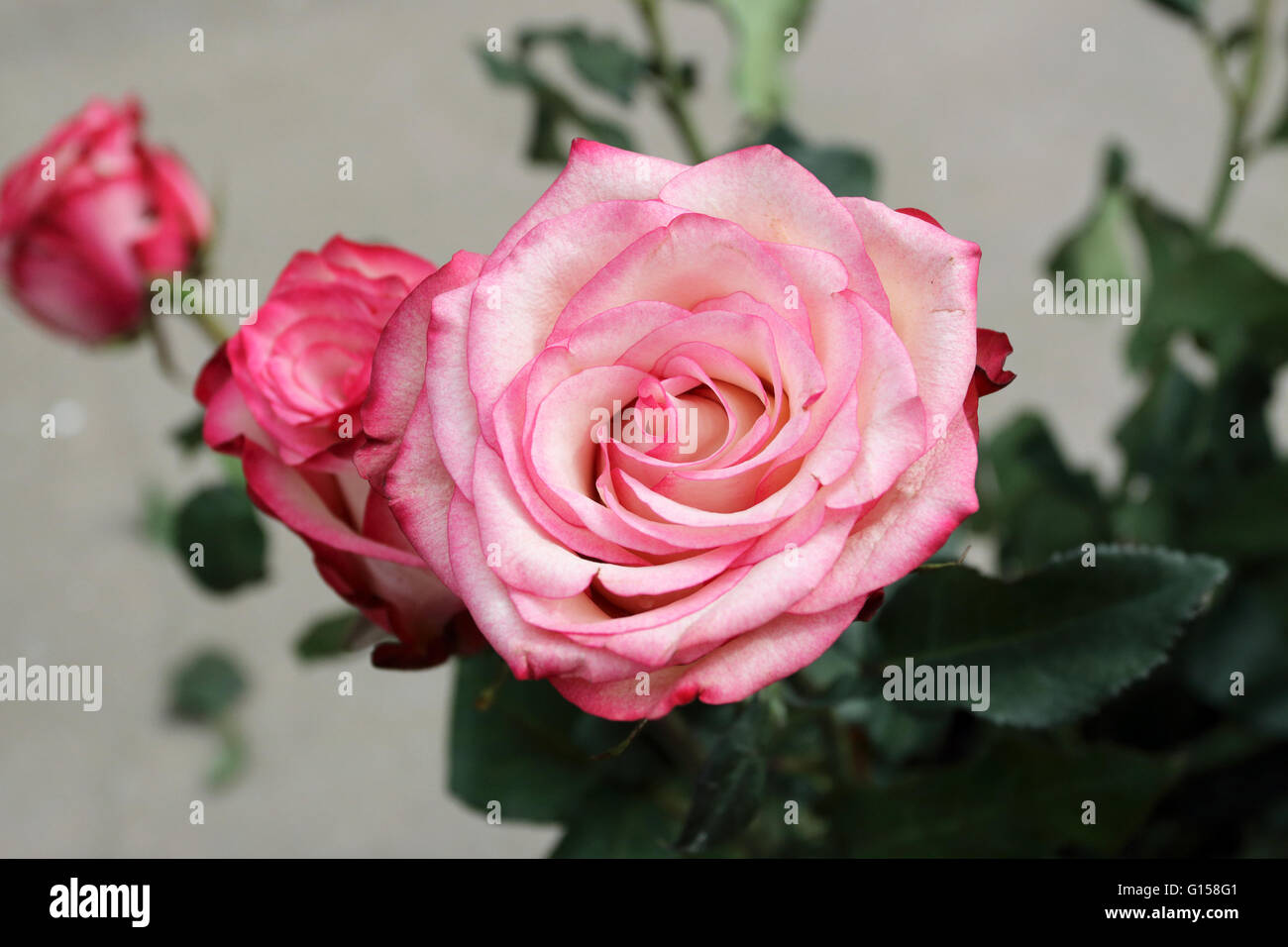 Rose di pesca immagini e fotografie stock ad alta risoluzione - Alamy