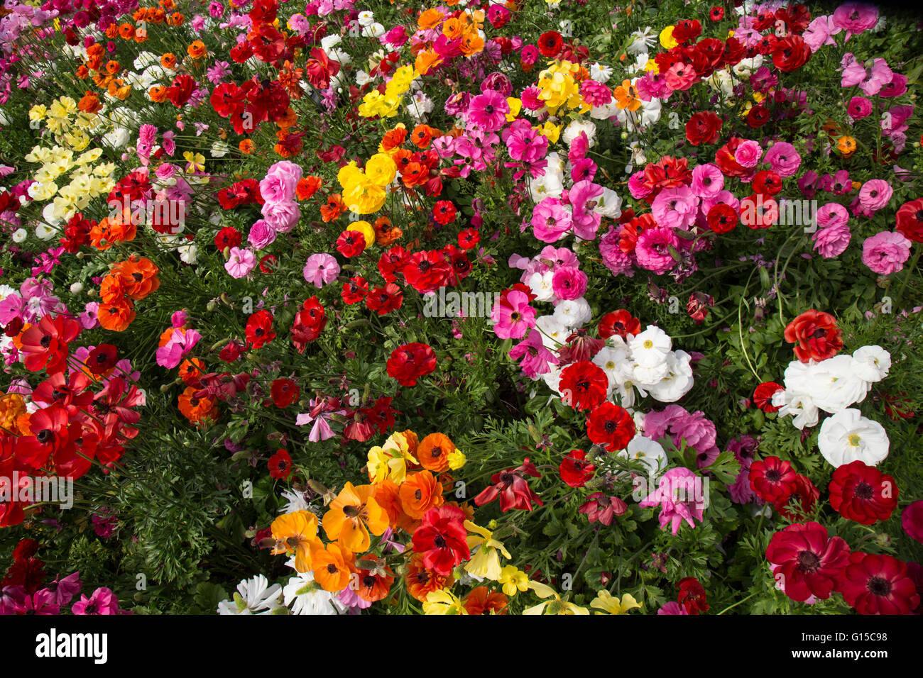 Fiori per il giardino immagini e fotografie stock ad alta risoluzione ...
