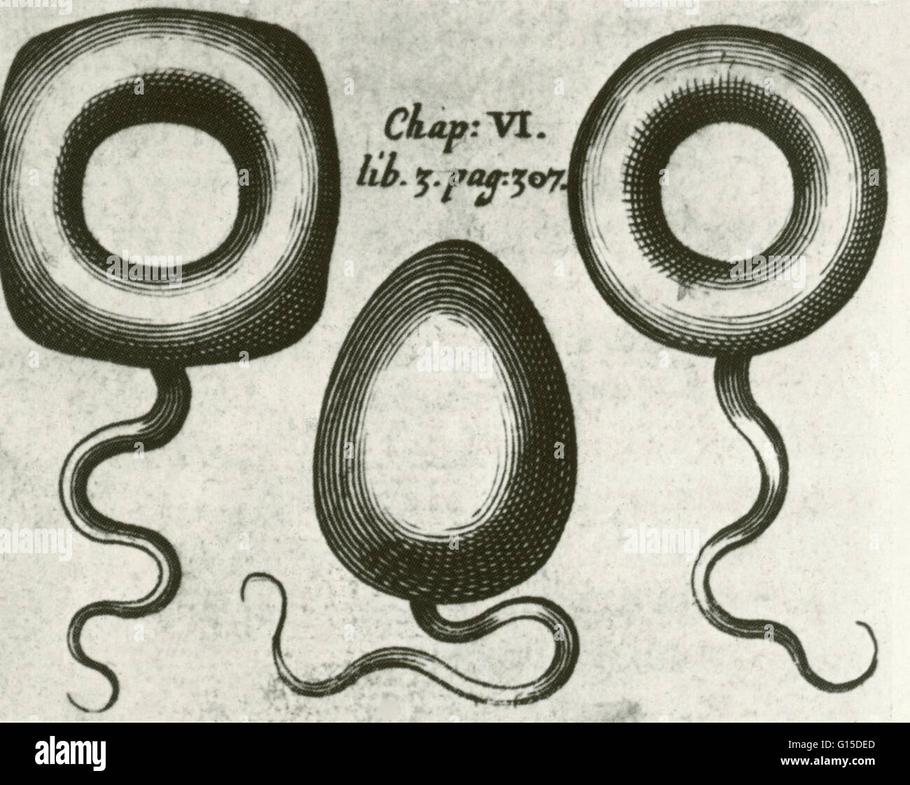 Prolasso Uterino Immagini e Fotos Stock - Alamy