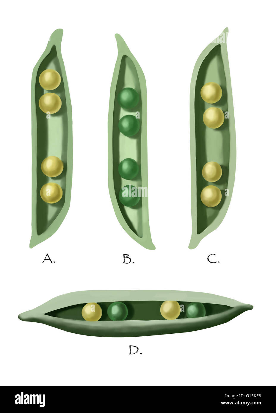 Illustrazione che mostra variazioni genetiche trovati da Gregor Mendel ...