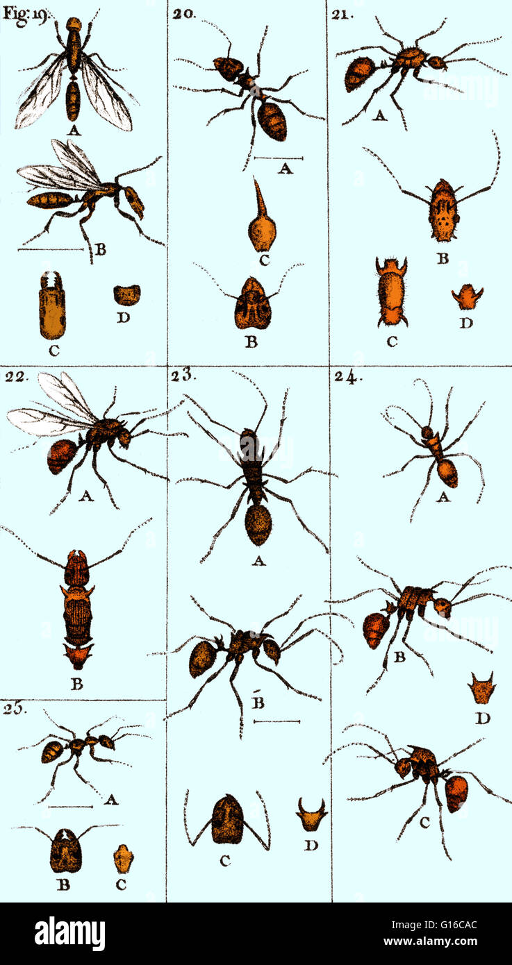 Le formiche sono qualsiasi di numerose nero, rosso, marrone, giallo o ...