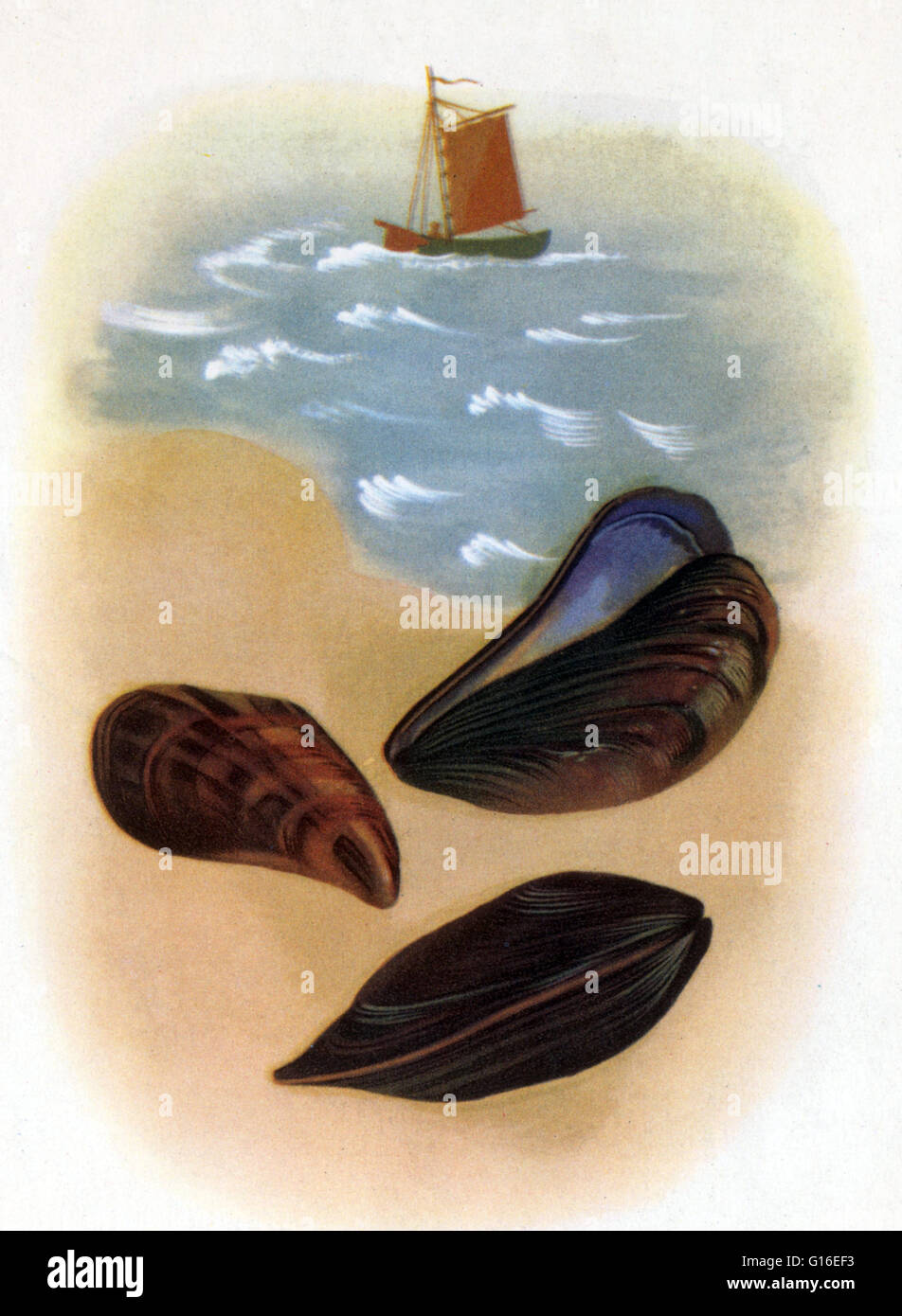 La cozza blu (Mytilus edulis), noto anche come la cozza, è di medie ...