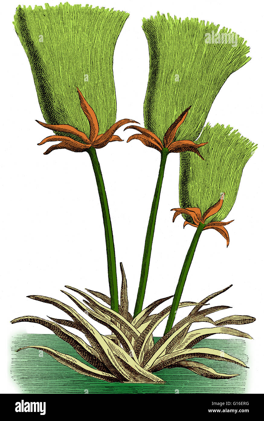 Illustrazione colorato di cyperus papyrus impianto. Cyperus papyrus è ...